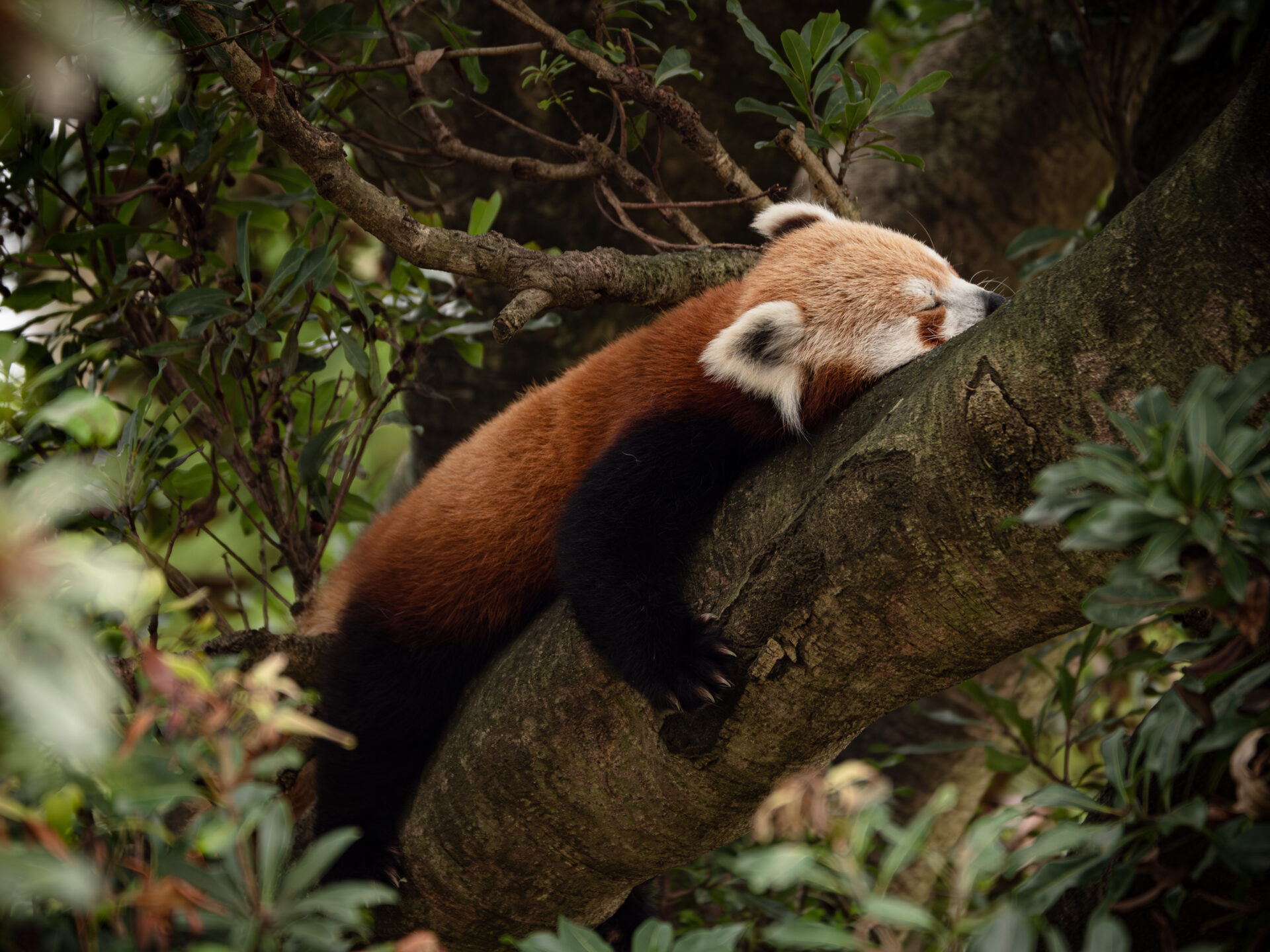 ATAGAWA TROPICAL & ALLIGATOR GARDEN : The only place in Japan where you ...