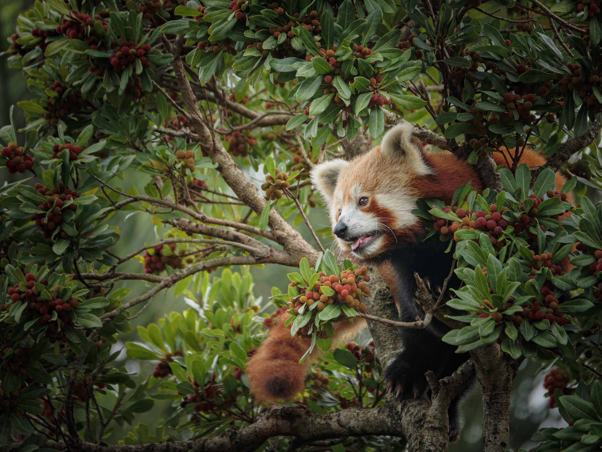 ATAGAWA TROPICAL & ALLIGATOR GARDEN : The only place in Japan where you ...